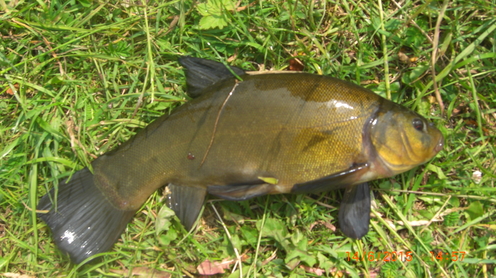 Tench fishing on Pond Čiudiškių (Prienų, Kauno) | pinfishing.com