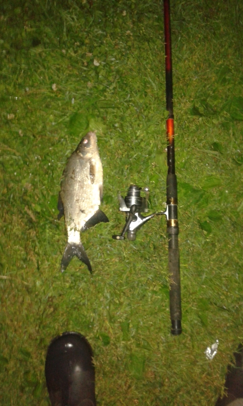 Carp bream, 1lb 8oz , cought at 07/22/2015 - information about the ...