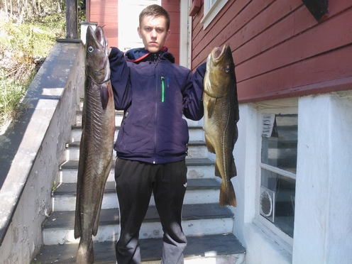 Common ling (Molva molva) fishing in Norway | pinfishing.com