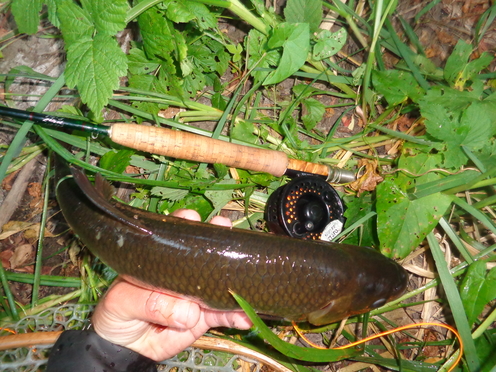 Fly fishing on the Lėvuo River (Pasvalio, Panevėžio; ...) | pinfishing.com