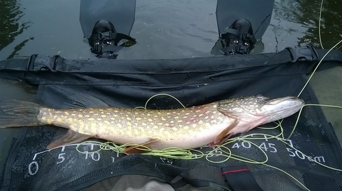 Northern Pike, 6lb 2oz , cought at 09/15/2015 - information about the ...