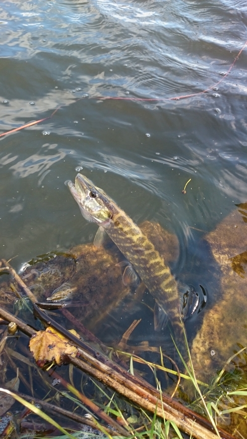 Northern Pike fishing on Pond Kernų (Skuodo, Klaipėdos) | pinfishing.com