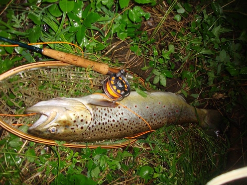 Margasis upėtakis, 5lb 15oz, 2ft 2(1/2)in , cought at 05/17/2013 ...