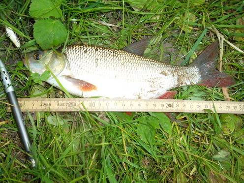 Ide fishing in Kretingos, Klaipėdos | pinfishing.com