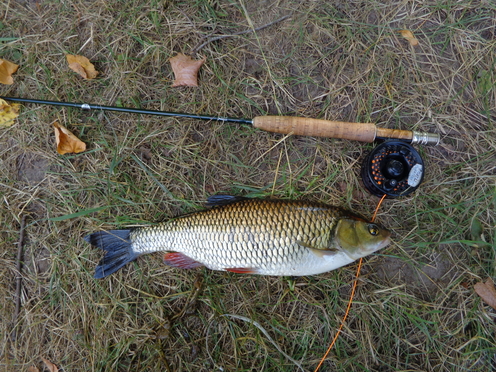 Fly fishing on the Lėvuo River (Pasvalio, Panevėžio; ...) | pinfishing.com
