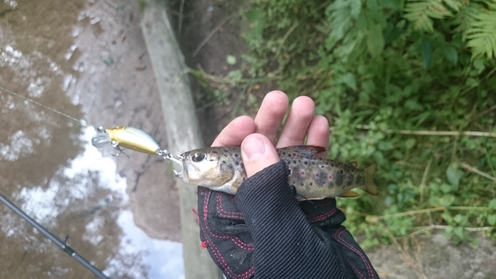 Margasis upėtakis , cought at 09/12/2015 - information about the catch ...