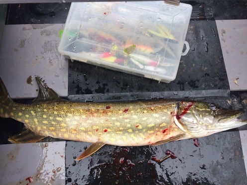 Fishing with wobblers on Pond Šalčininkų II-asis (Šalčininkų, Vilniaus ...