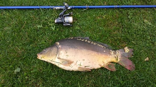 Carp, 9lb 4oz, 1ft 7(1/2)in , cought at 09/20/2015 - information about ...