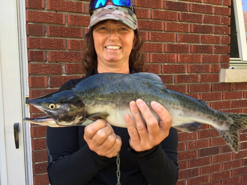 Humpback (Oncorhynchus gorbuscha) fishing in Ontario | pinfishing.com