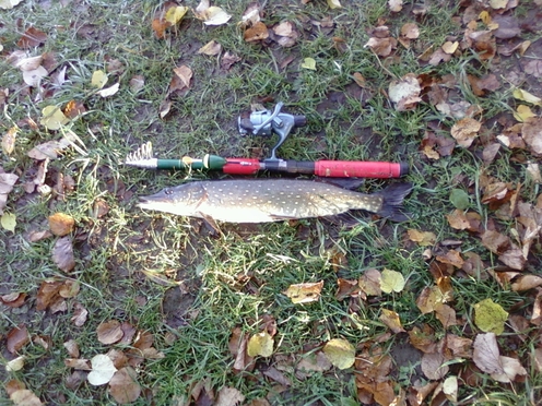 Spinning on Pond Daunaravos II-asis (Joniškio, Šiaulių) | pinfishing.com