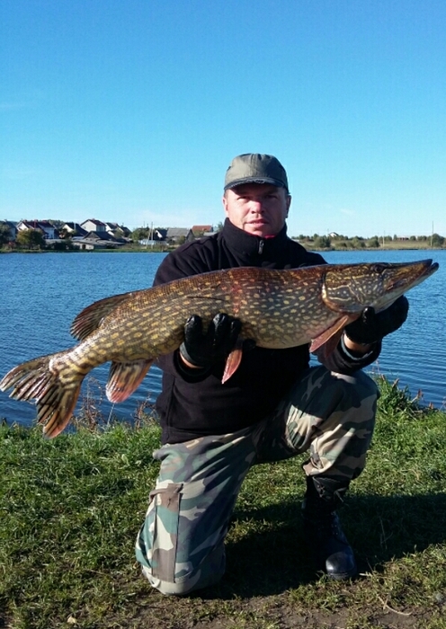 Northern Pike, 13lb 14oz, 3ft , cought at 10/07/2015 - information ...