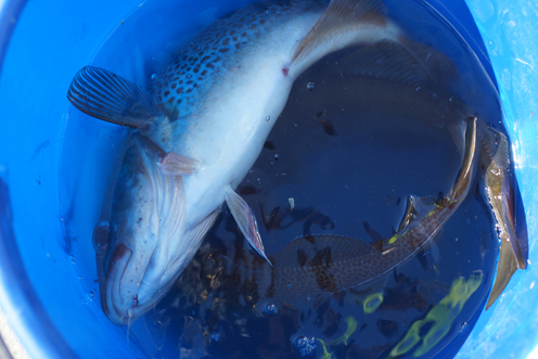 Spinning for Atlantic cod | pinfishing.com