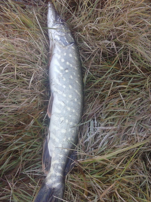 Northern Pike fishing on Pond Joniškio I-asis (Joniškio, Šiaulių ...