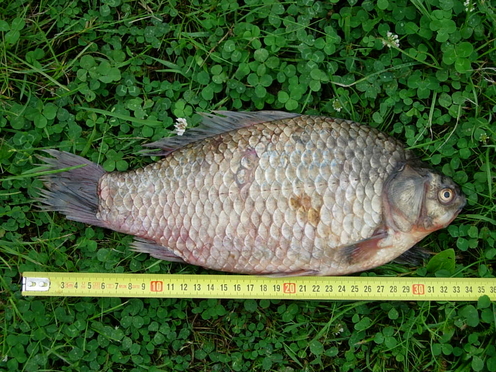 Crucian carp (Carassius carassius) fishing on the Skirvytė River ...