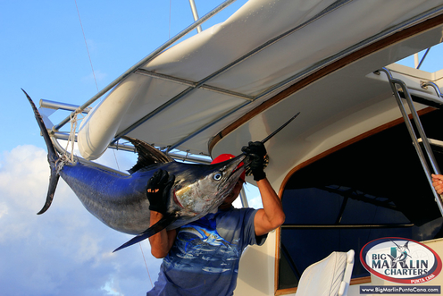 Atlantic blue marlin (Makaira mazara) fishing with natural baits ...