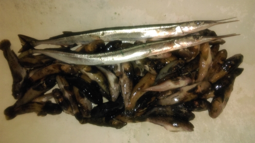 Garfish (Belone belone) fishing on the Baltic Sea | pinfishing.com