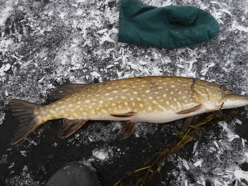 Northern Pike, 4lb 3oz , cought at 12/07/2014 - information about the ...