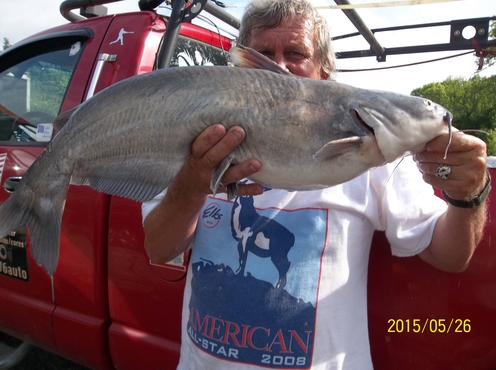Silver catfish (Bagrus docmak) fishing | pinfishing.com