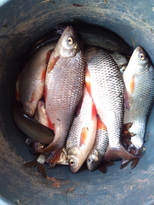 Bottom fishing on the Upaitis River (Šilutės, Klaipėdos) | pinfishing.com