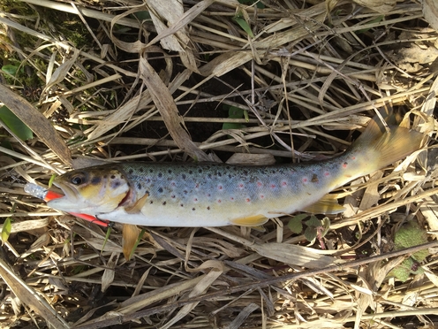 Margasis upėtakis , cought at 04/02/2016 - information about the catch ...