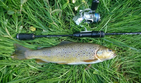 Margasis upėtakis, 1ft 2in , cought at 05/16/2016 - information about ...