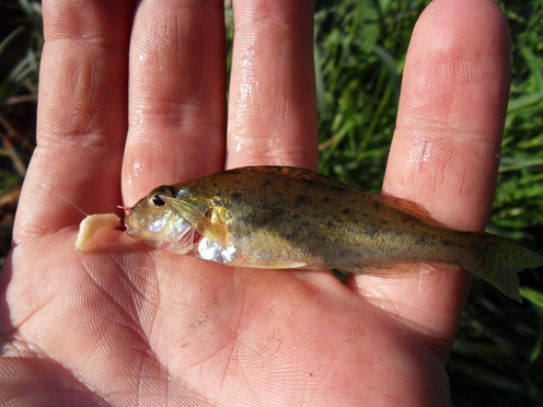 Ruffe , cought at 06/02/2016 - information about the catch | Pinfishing.com