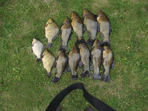 Tench fishing on Pond Žibartonių I-asis (Panevėžio, Panevėžio ...