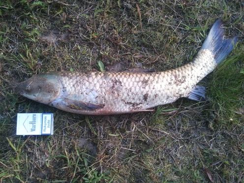 Grass carp (Ctenopharyngodon idella) fishing in Russia | pinfishing.com