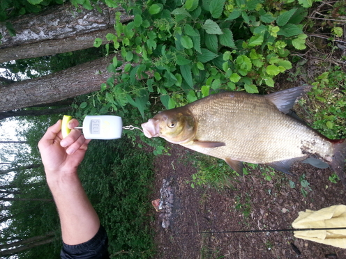 Carp bream, 3lb 11oz , cought at 06/21/2016 - information about the ...