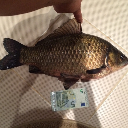Crucian carp (Carassius carassius) fishing in Vilniaus, Vilniaus ...