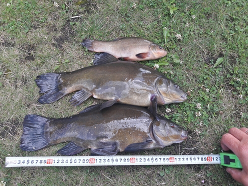Bottom fishing on Pond Šaukėnų I-asis (Kelmės, Šiaulių) | pinfishing.com