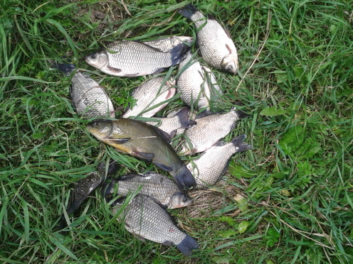 Carassius auratus gibelio fishing on Pond Garliavos I-asis (Kauno ...