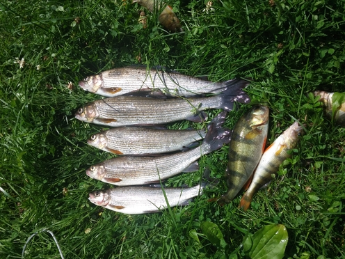 Grayling (Thymallus thymallus) fishing on the Žeimena River (Švenčionių ...
