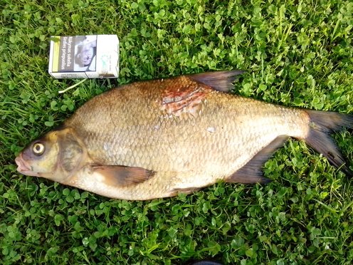 Carp bream, 3lb 4oz, 1ft 6in , cought at 07/26/2016 - information about ...