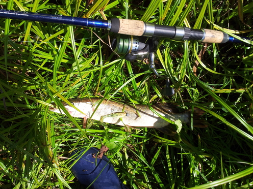 Northern Pike fishing on Pond Ramučių (Kauno, Kauno) | pinfishing.com