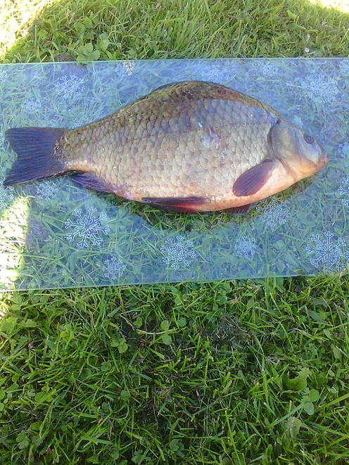 Crucian carp (Carassius carassius) fishing on Pond Dargaičių (Šiaulių ...