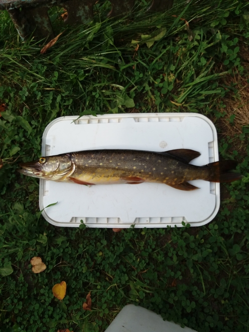 Northern Pike fishing on Pond Pašiaušės I-asis (Kelmės, Šiaulių ...