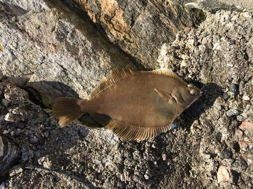 Common dab fishing with shellfish | pinfishing.com