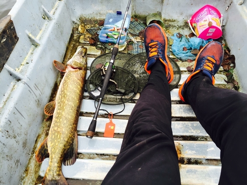 Northern Pike, 7lb 14oz, 2ft 8(1/2)in , cought at 09/19/2016 ...