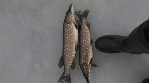 Northern Pike, 4lb 13oz , cought at 12/08/2016 - information about the ...