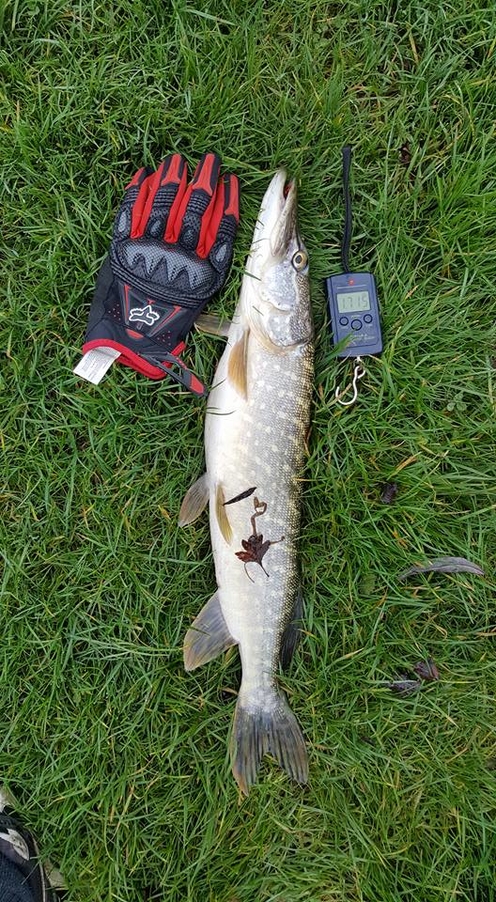 Northern Pike fishing in England | pinfishing.com