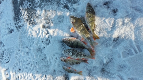 Ice fishing for green head | pinfishing.com