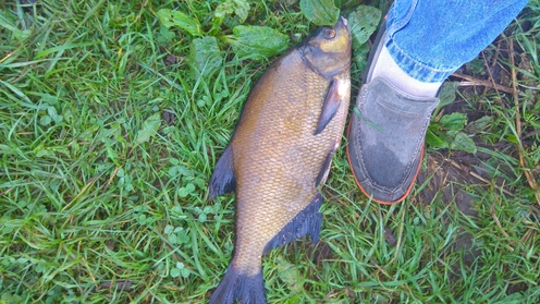 Carp bream, 6lb 6oz, 1ft 5in , cought at 09/09/2016 - information about ...